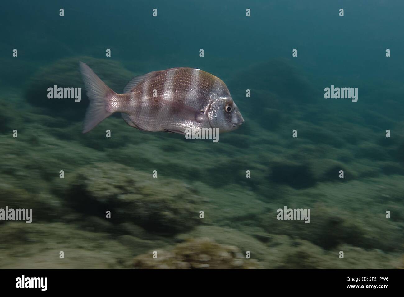 Zebra sea bream (Diplodus cervinus Stock Photo - Alamy