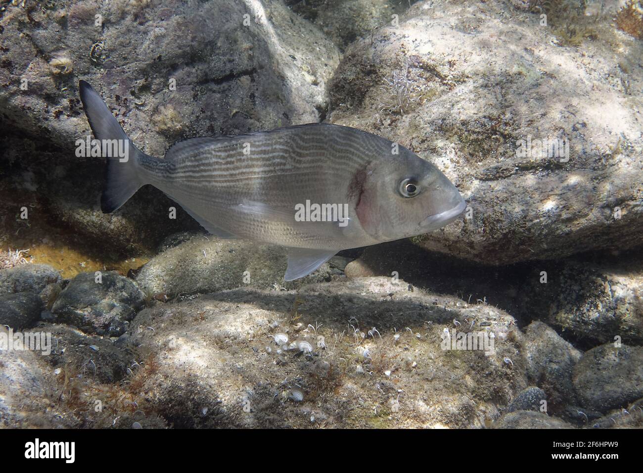 Gilthead seabream (Sparus aurata) in Mediterranean Sea Stock Photo - Alamy