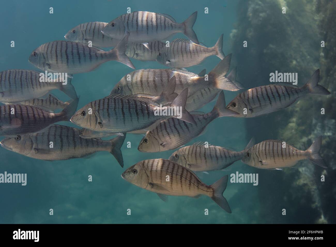 Striped Seabream Lithognathus Mormyrus Stock Photo Alamy Striped Seabream Lithognathus Mormyrus Stock Photo Alamy