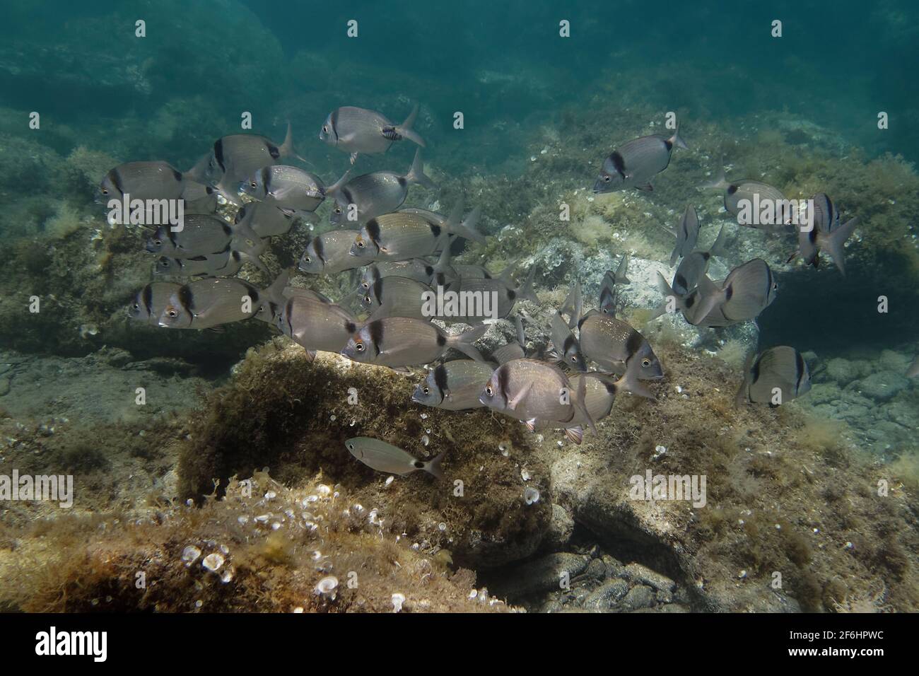 Two banded bream (Diplodus vulgaris) in Mediterranean Sea Stock Photo ...