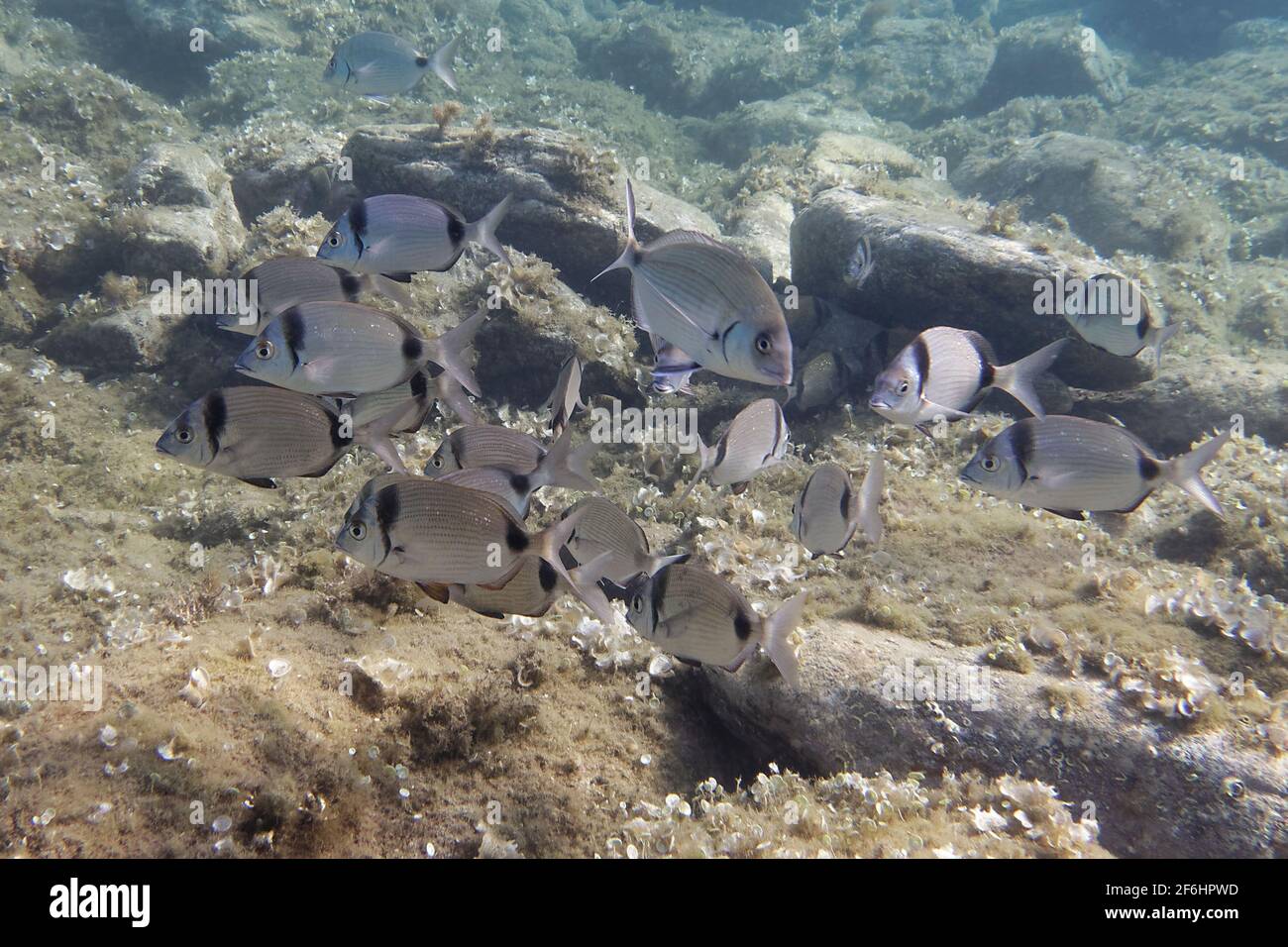 Two banded bream (Diplodus vulgaris) in Mediterranean Sea Stock Photo ...