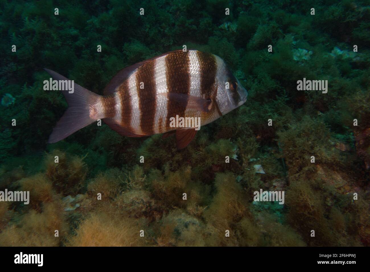 Zebra sea bream (Diplodus cervinus Stock Photo - Alamy