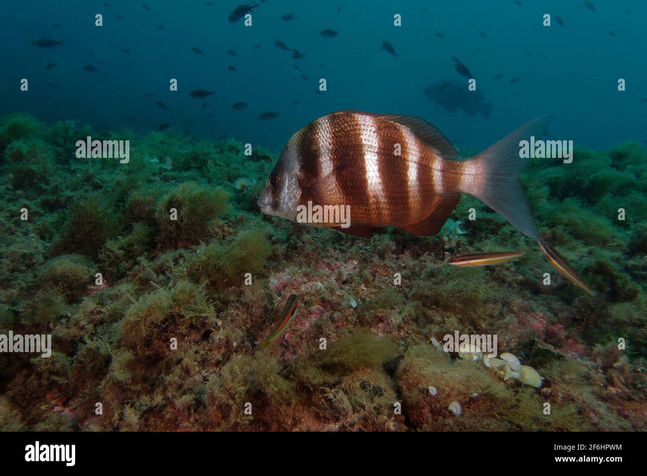 Zebra sea bream (Diplodus cervinus Stock Photo - Alamy