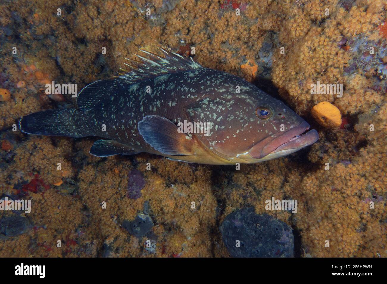 Dusky grouper (Epinephelus marginatus Stock Photo - Alamy