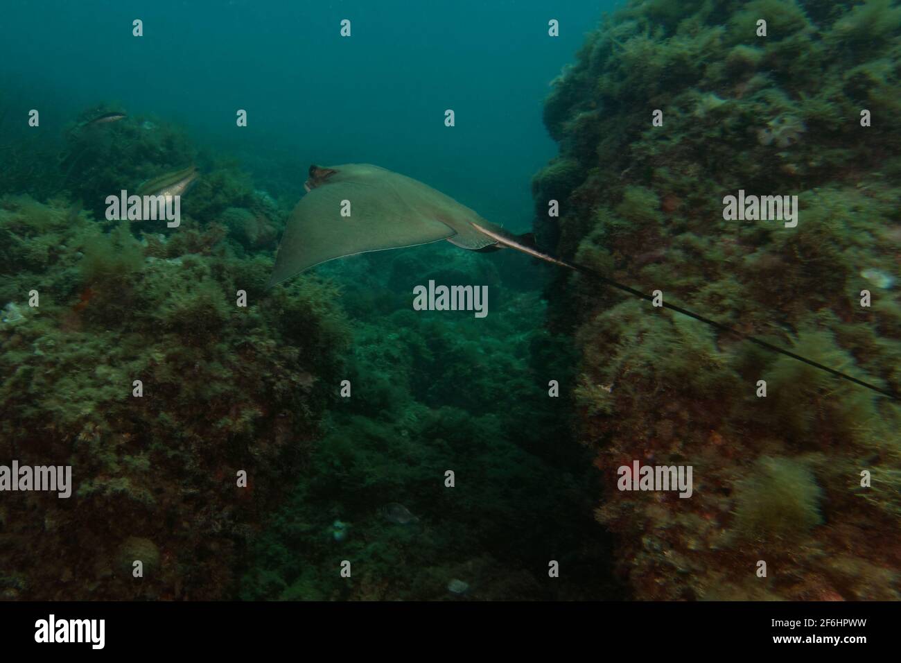 Common eagle ray (Myliobatis aquila Stock Photo - Alamy