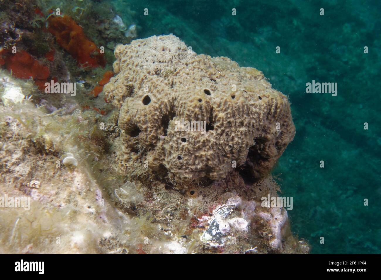 Marine sponge hi-res stock photography and images - Alamy
