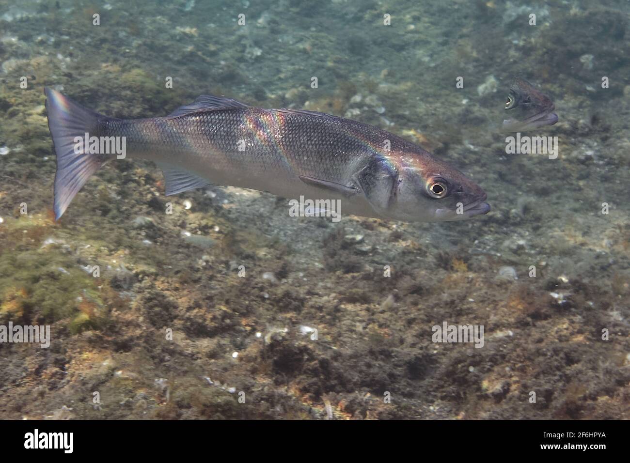 Bass (Dicentrarchus labrax Stock Photo - Alamy