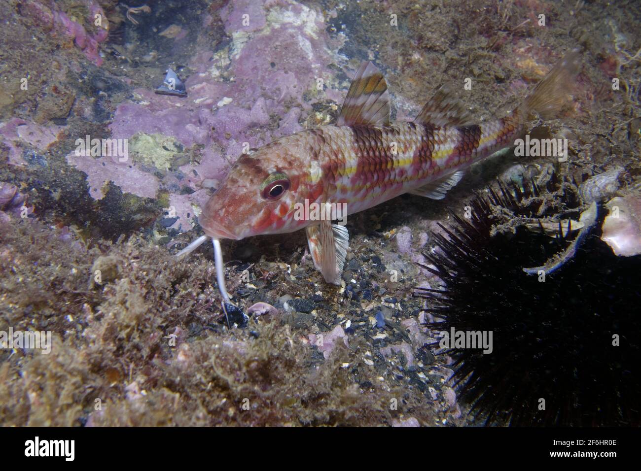 Red mullet underwater hi-res stock photography and images - Alamy