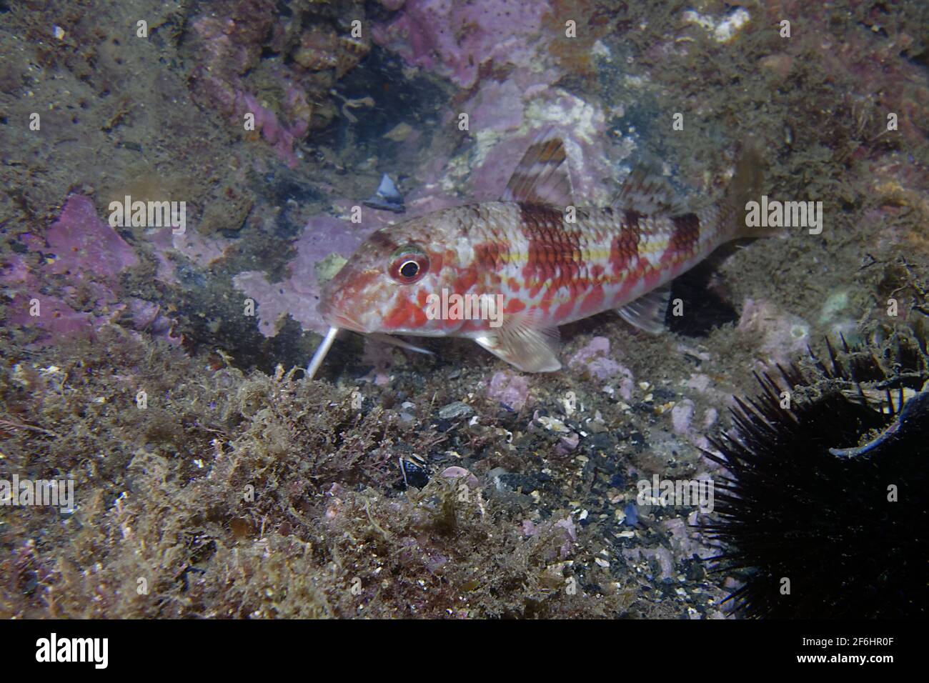 Red mullet underwater hi-res stock photography and images - Alamy