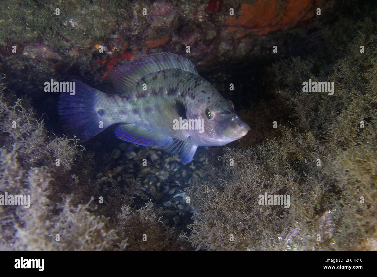 Peacock wrasse hi-res stock photography and images - Alamy