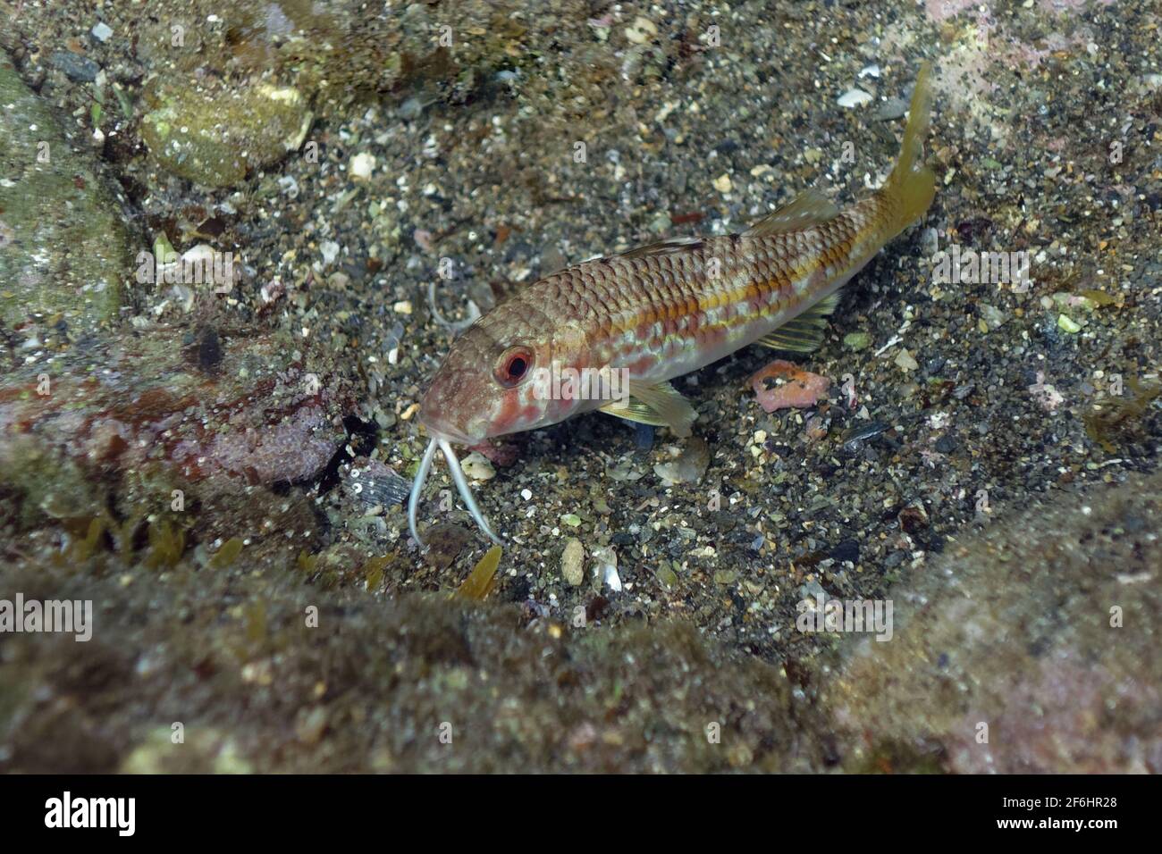 Striped red mullet (Mullus surmuletus Stock Photo - Alamy