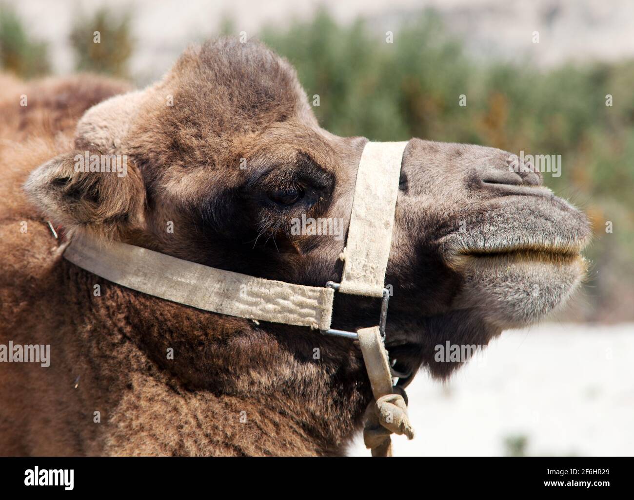 Camel halter hi-res stock photography and images - Alamy