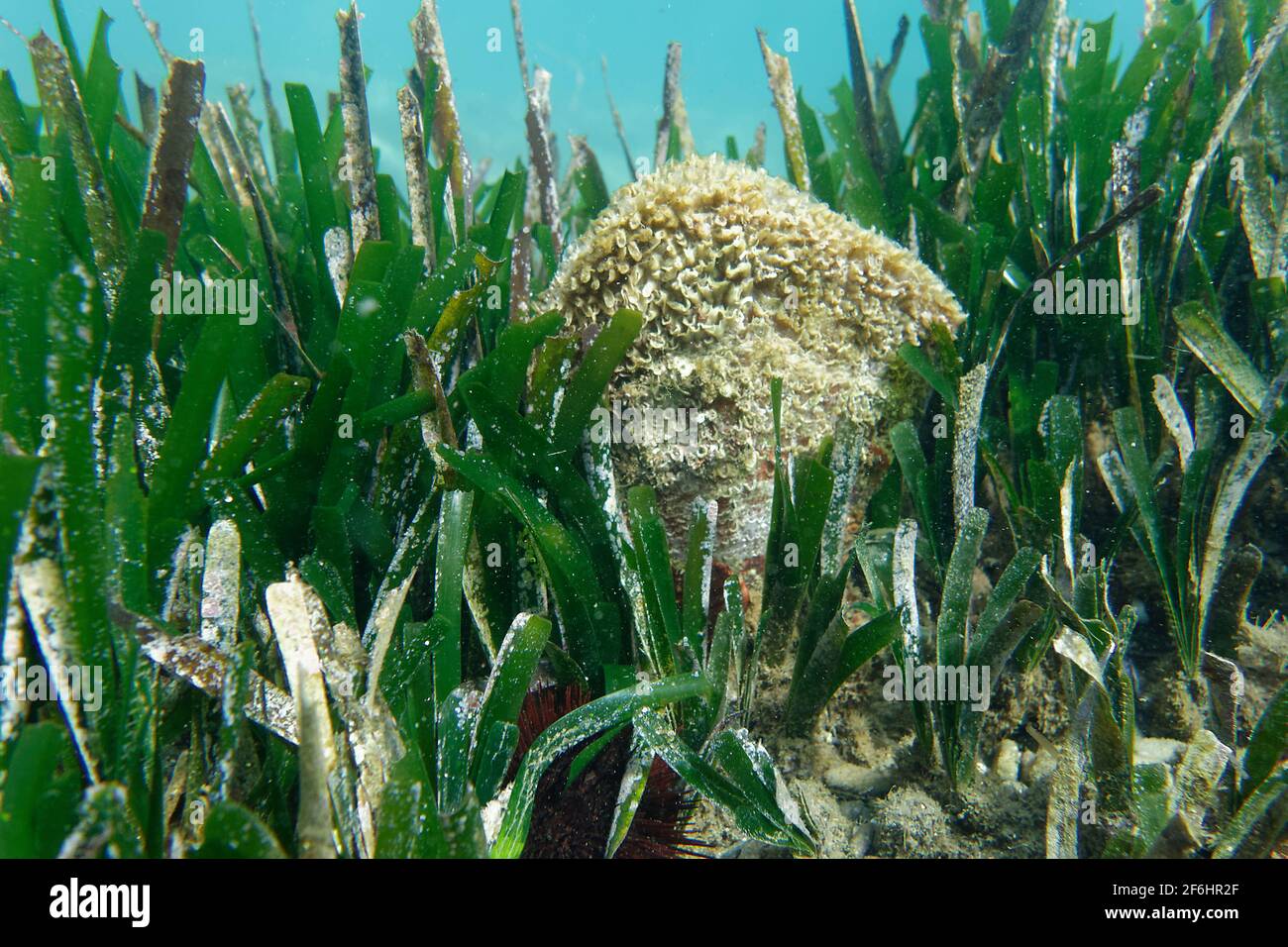 Fan mussel (Pinna nobilis) in Posidonia Stock Photo - Alamy