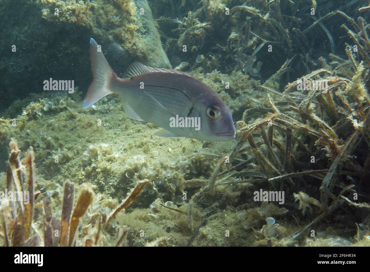 Common seabream (Pagrus pagrus Stock Photo - Alamy