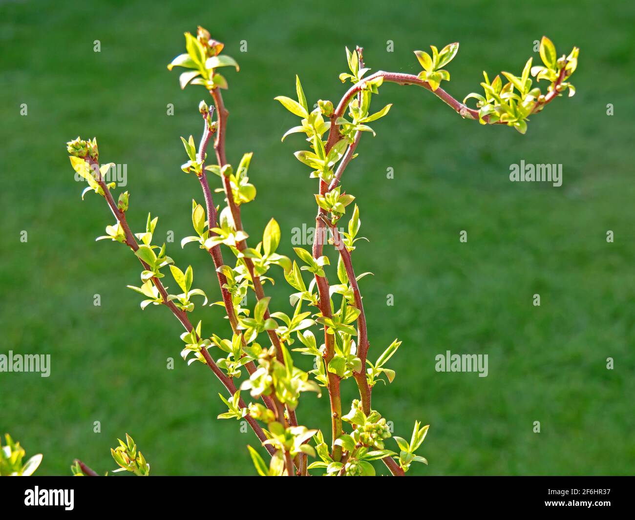 New spring leaves on a garden blueberry bush Stock Photo - Alamy