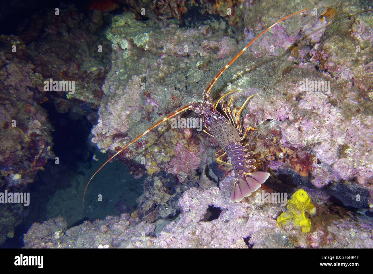 Common spiny lobster (Palinurus elephas Stock Photo - Alamy