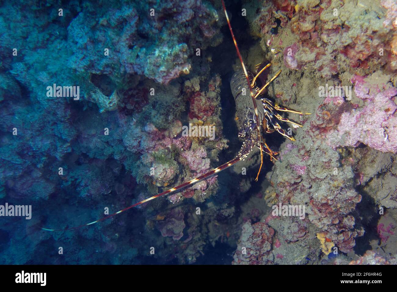 Common spiny lobster (Palinurus elephas Stock Photo - Alamy