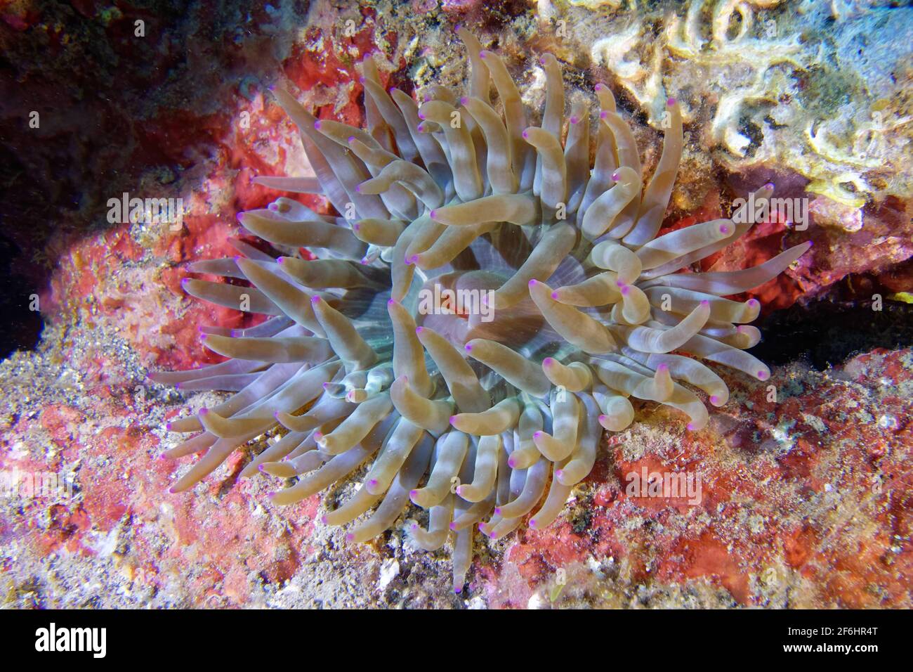 Fat anemone cribrinopsis crassa hi-res stock photography and images - Alamy