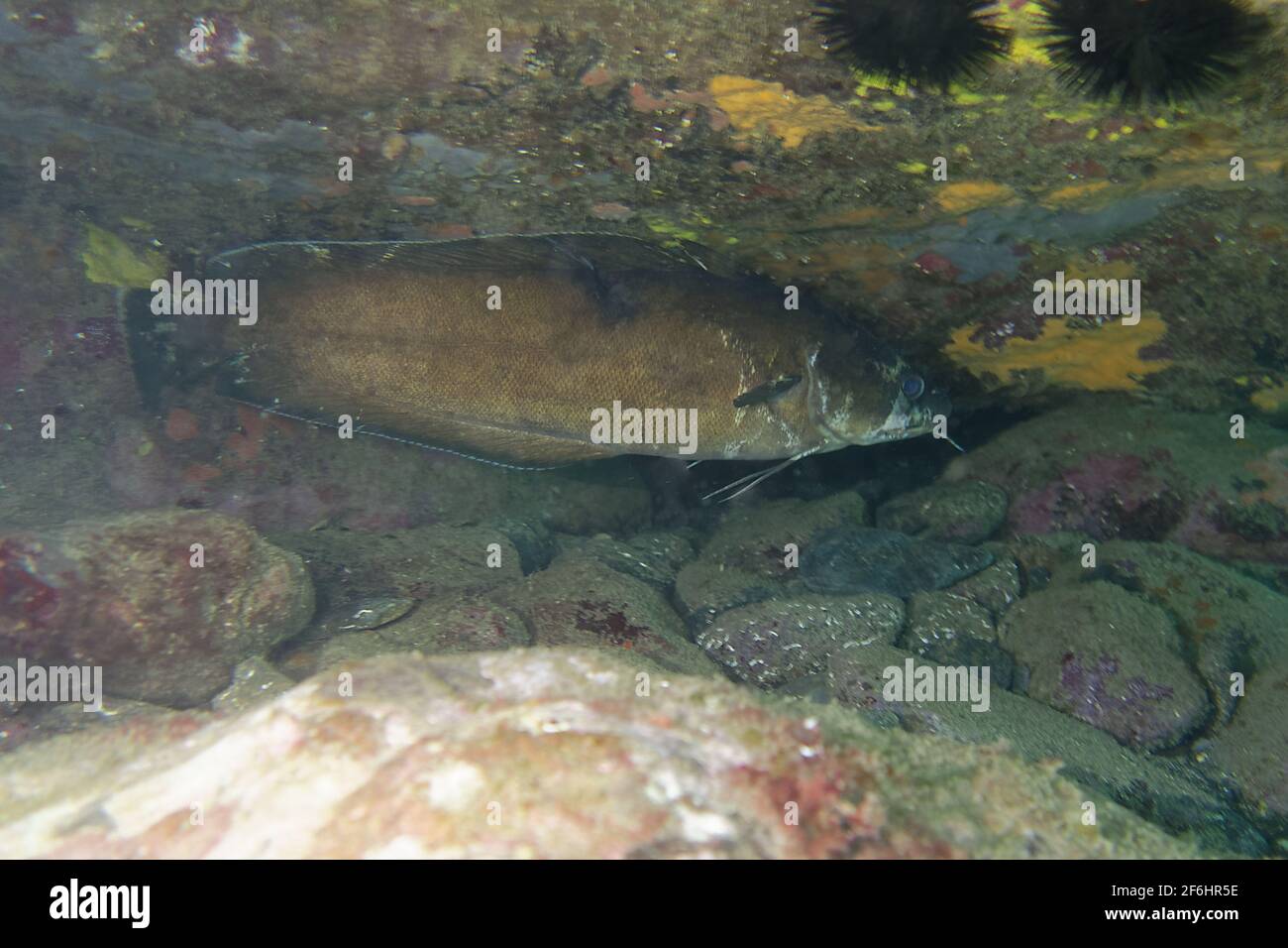 Forkbeard (Phycis phycis Stock Photo - Alamy