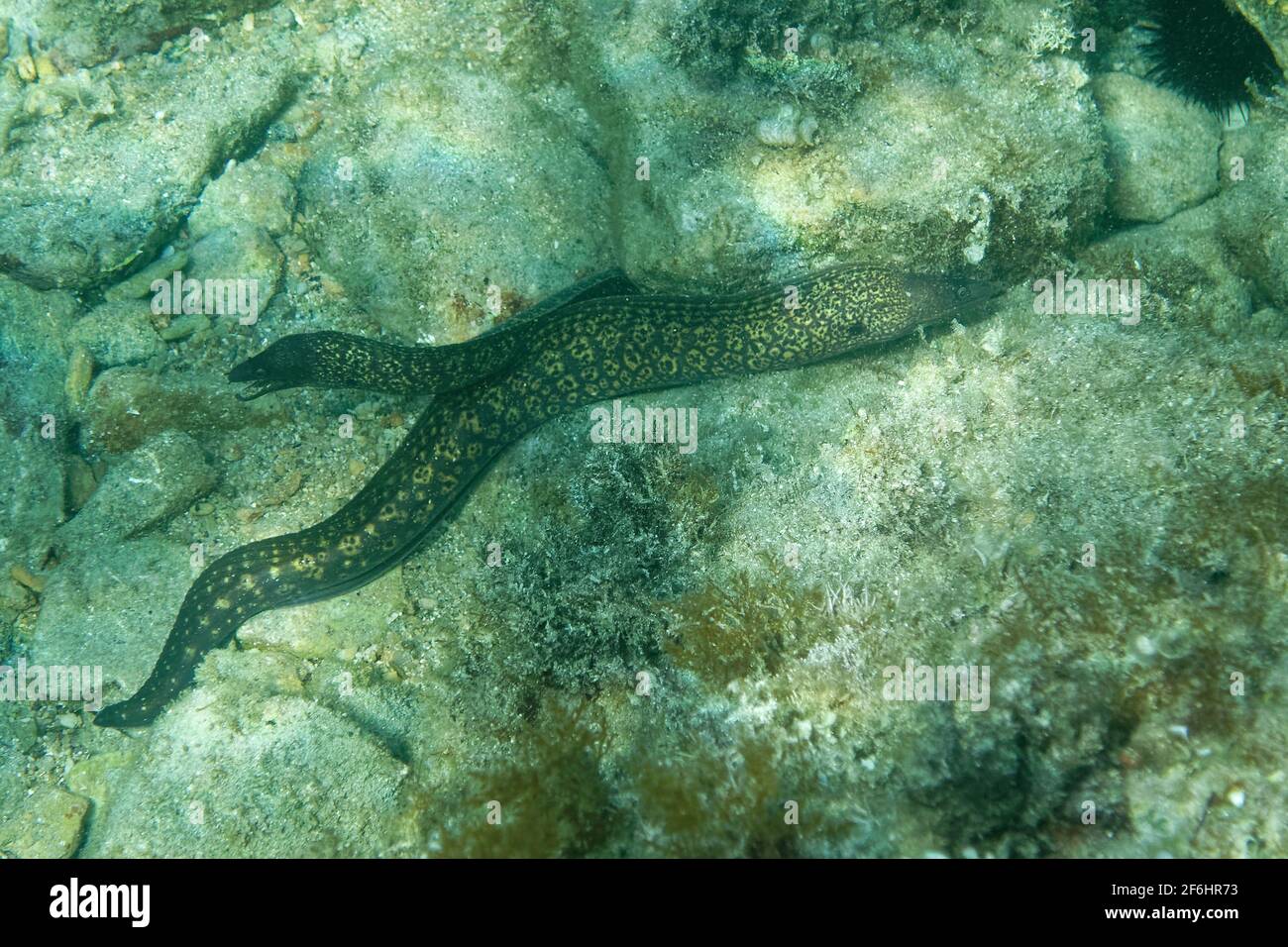 Mediterranean Moray (Muraena helena Stock Photo - Alamy
