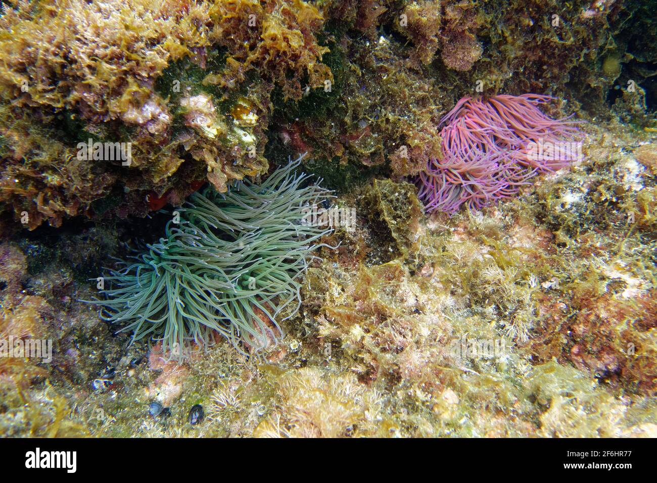 Snakelocks anemone (Anemonia viridis Stock Photo - Alamy