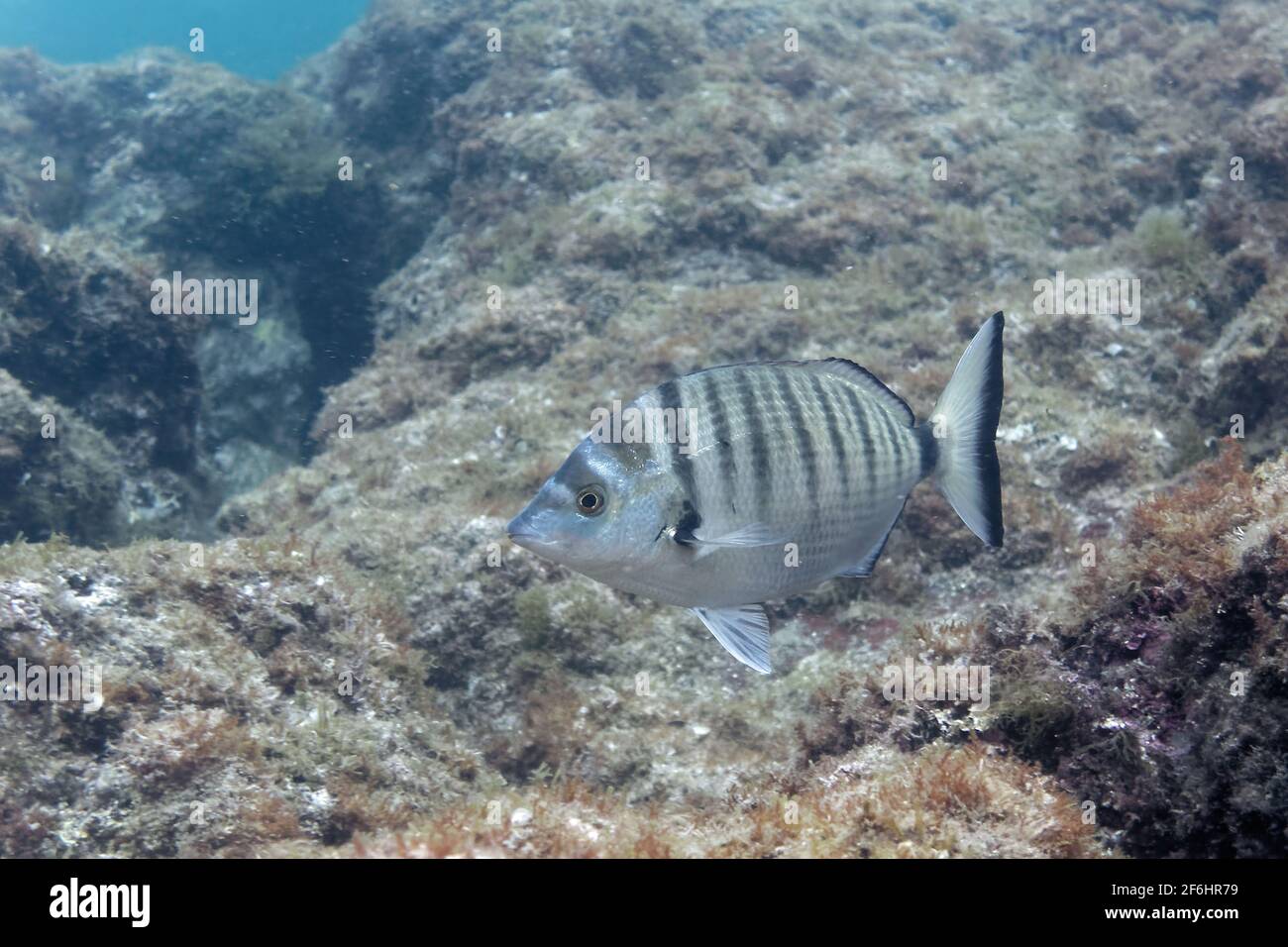 Striped seabream hi-res stock photography and images - Alamy