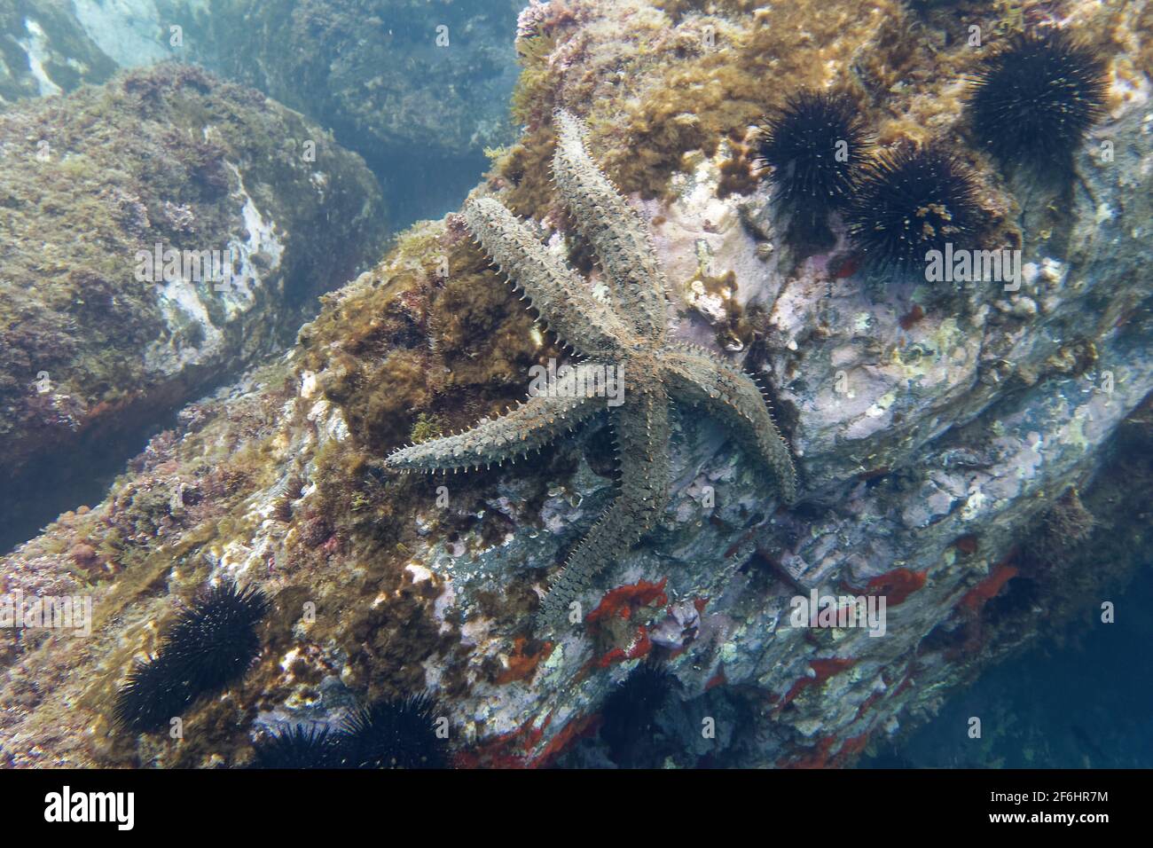 Spiny starfish (Marthasterias glacialis Stock Photo - Alamy