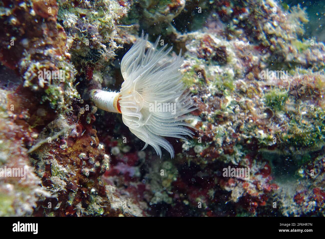 Smooth calcareous tube-worm (Protula tubularia Stock Photo - Alamy