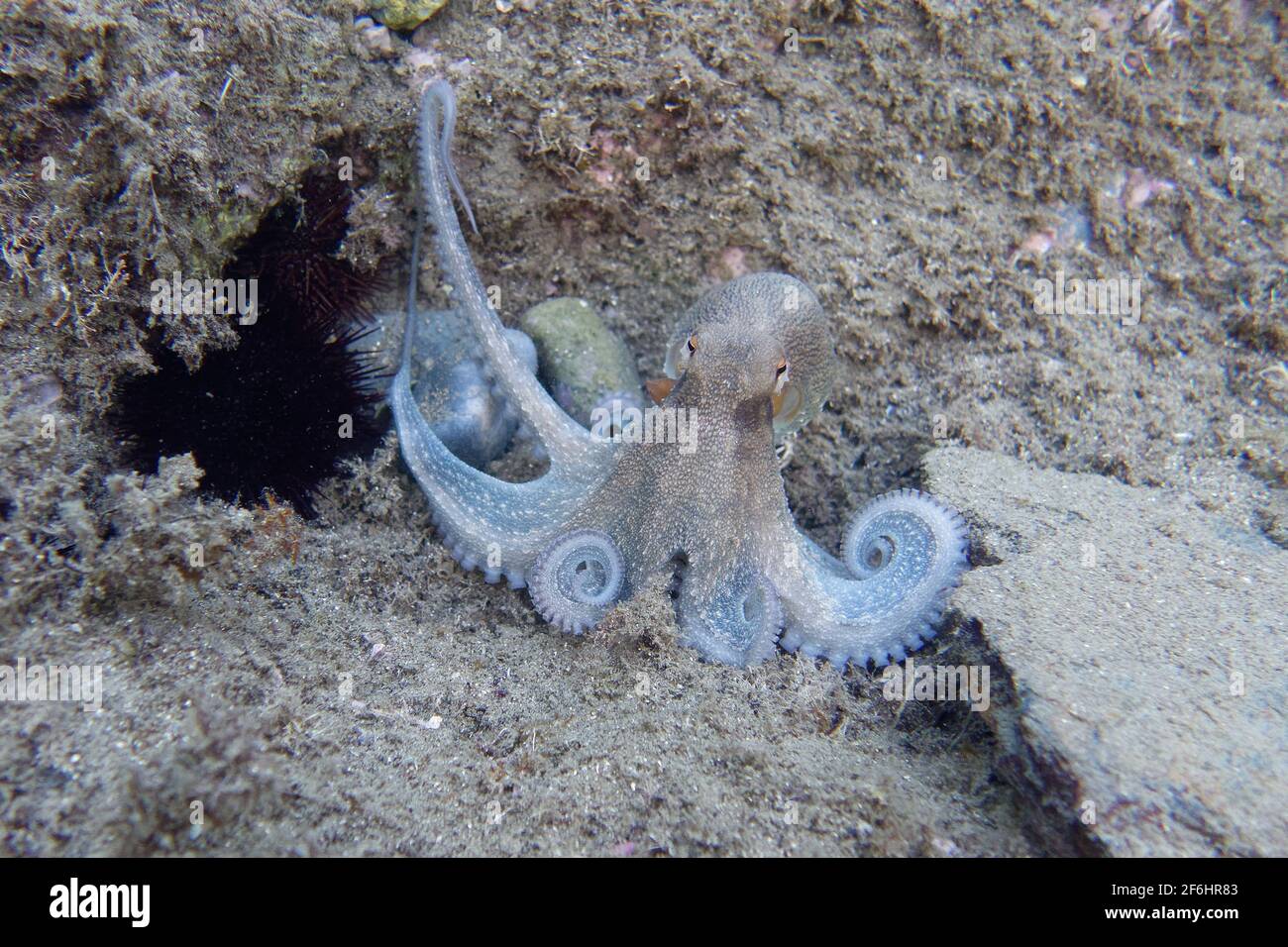 Common octopus (Octopus vulgaris Stock Photo - Alamy