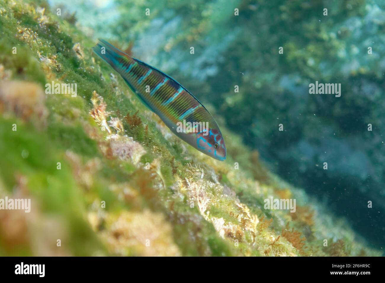 Female Ornate wrasse (Thalassoma pavo Stock Photo - Alamy