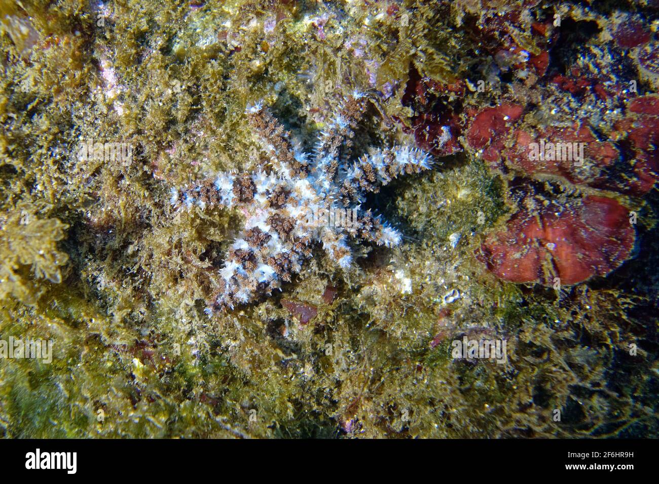 Blue Spiny Starfish (Coscinasterias tenuispina Stock Photo - Alamy