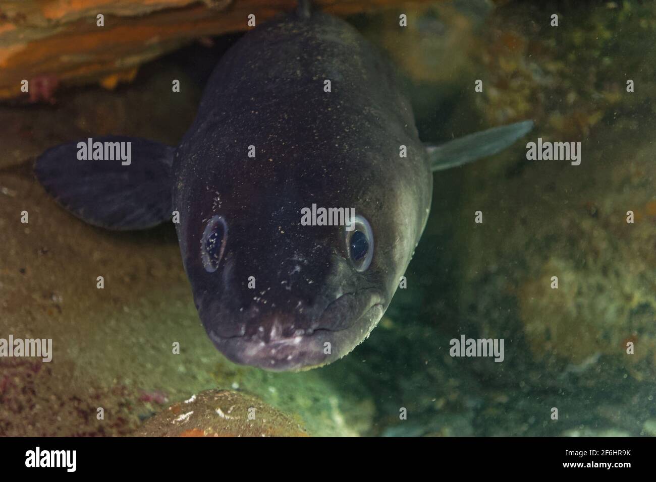 European conger (conger conger Stock Photo - Alamy