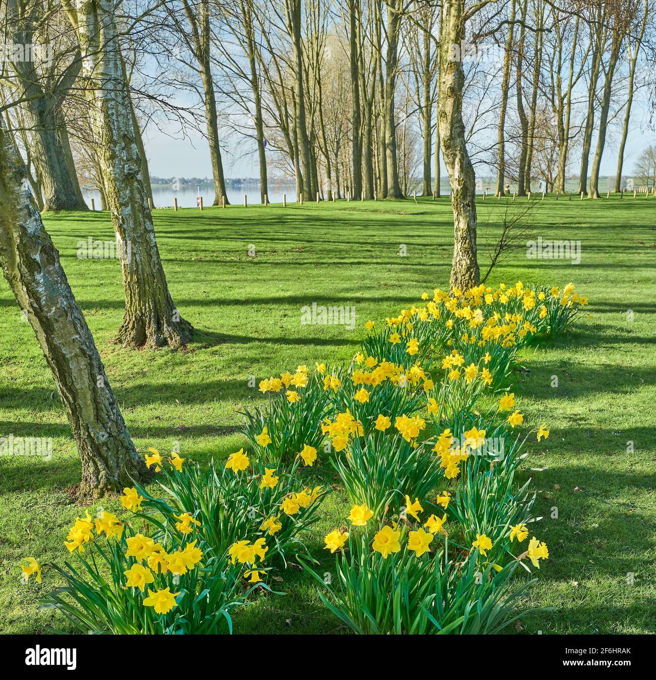 Line of daffodils amongst trees in a parkland by a lake Stock Photo - Alamy