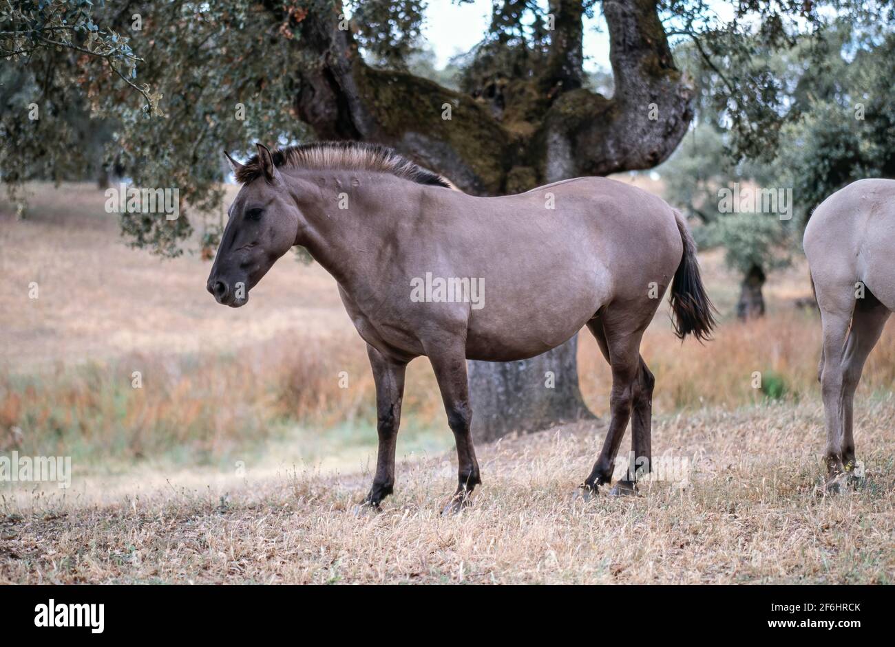 Primitive Markings High Resolution Stock Photography and Images - Alamy