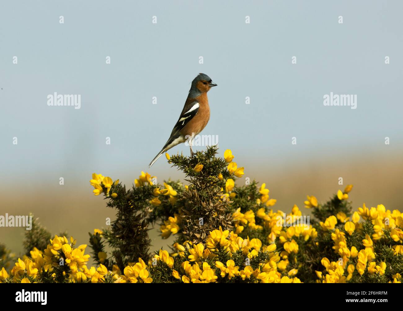 Trichomoniasis bird hi-res stock photography and images - Alamy