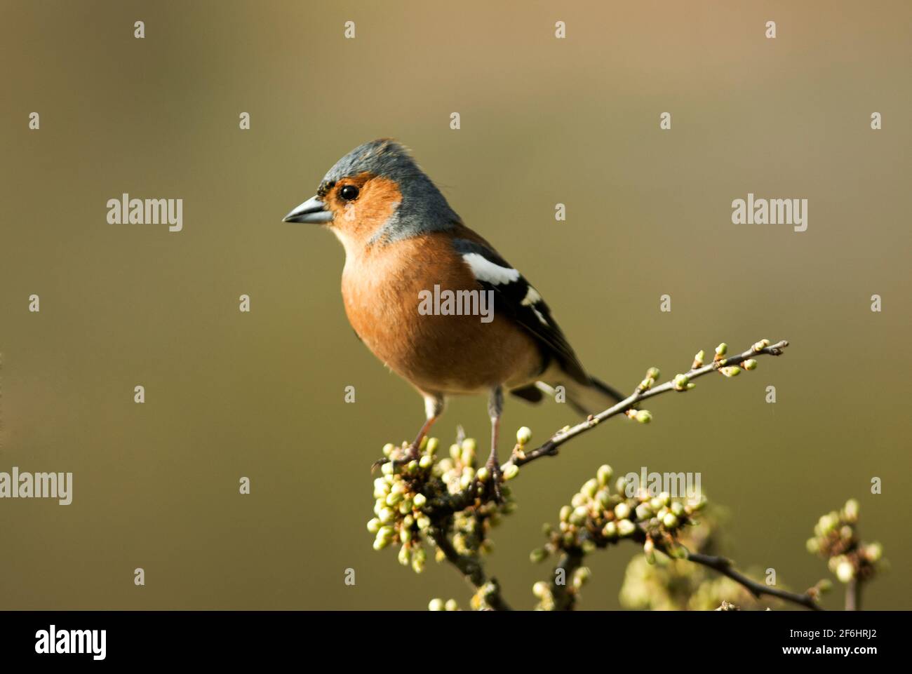 Trichomoniasis bird hi-res stock photography and images - Alamy
