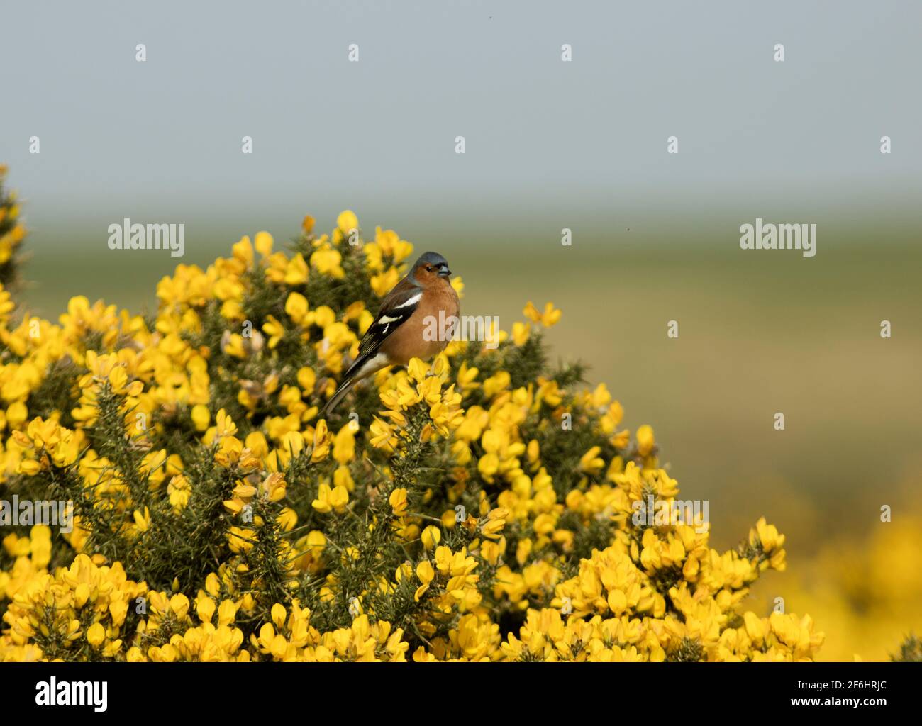 Trichomoniasis bird hi-res stock photography and images - Alamy