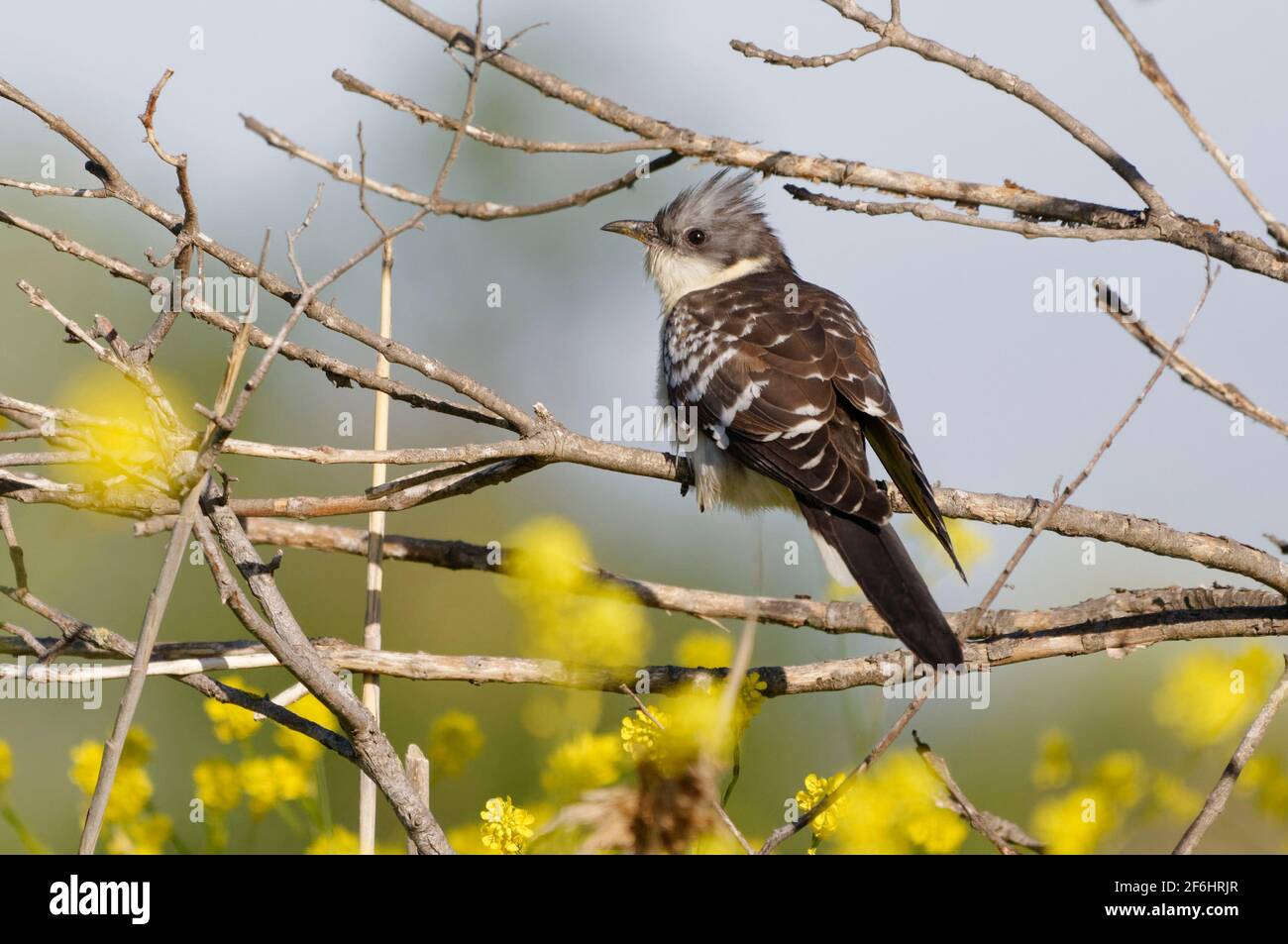Great Spotted Cuckoo (Clamator glandarius Stock Photo - Alamy