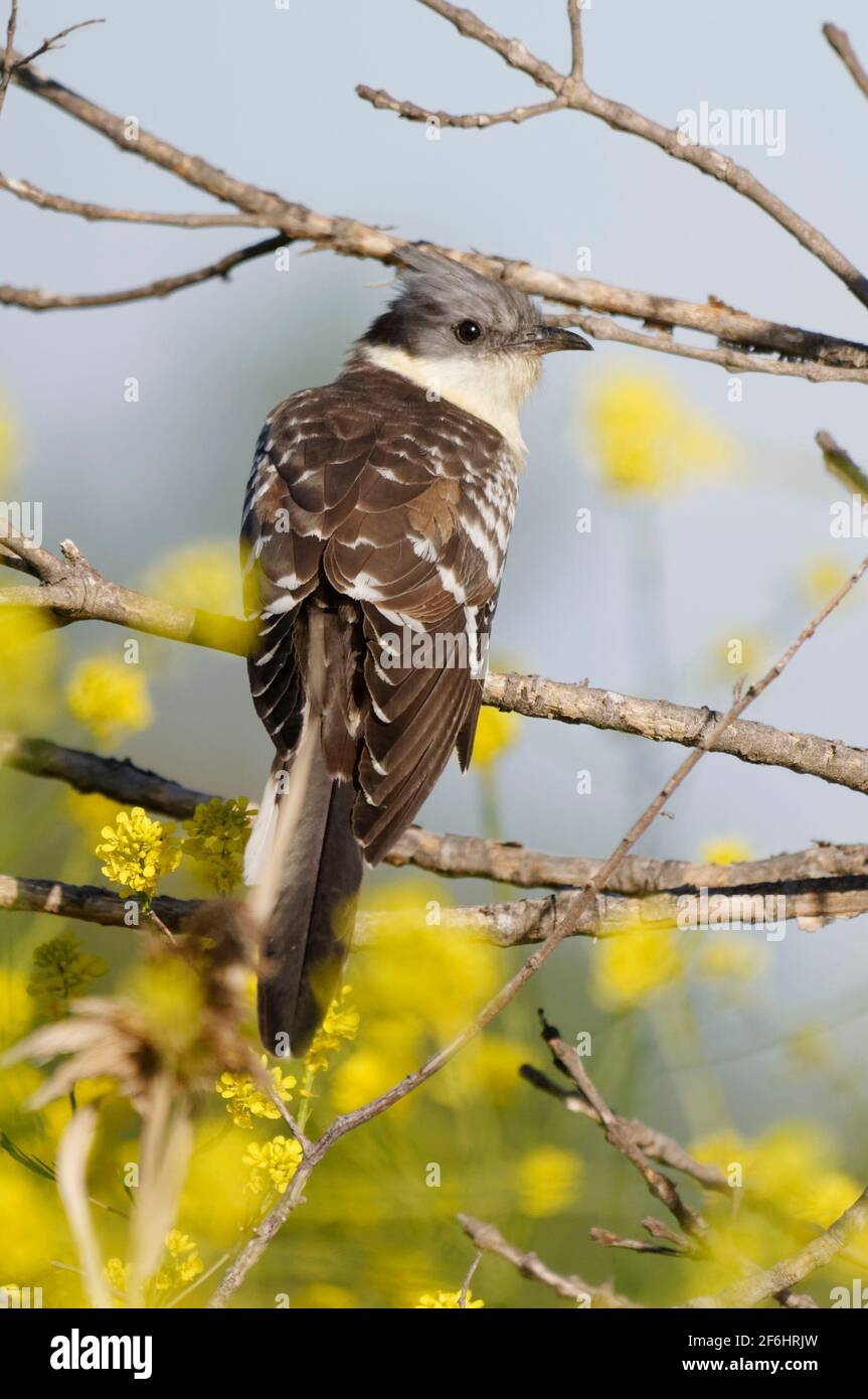 Great Spotted Cuckoo (Clamator glandarius Stock Photo - Alamy