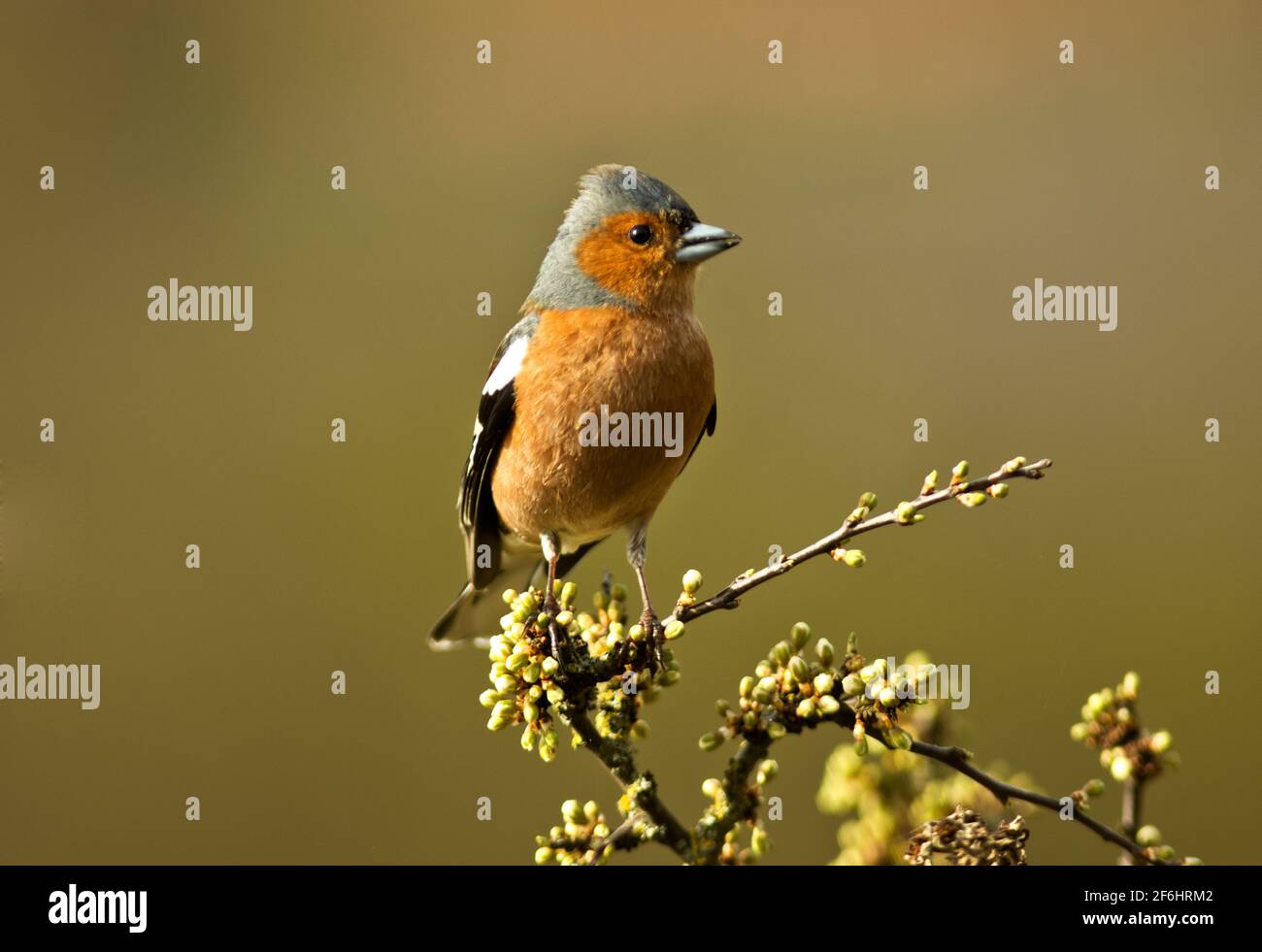 Trichomoniasis bird hi-res stock photography and images - Alamy