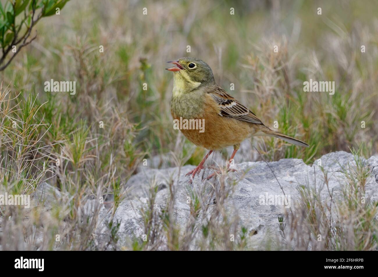 Male ortolan bunting emberiza hi-res stock photography and images - Alamy