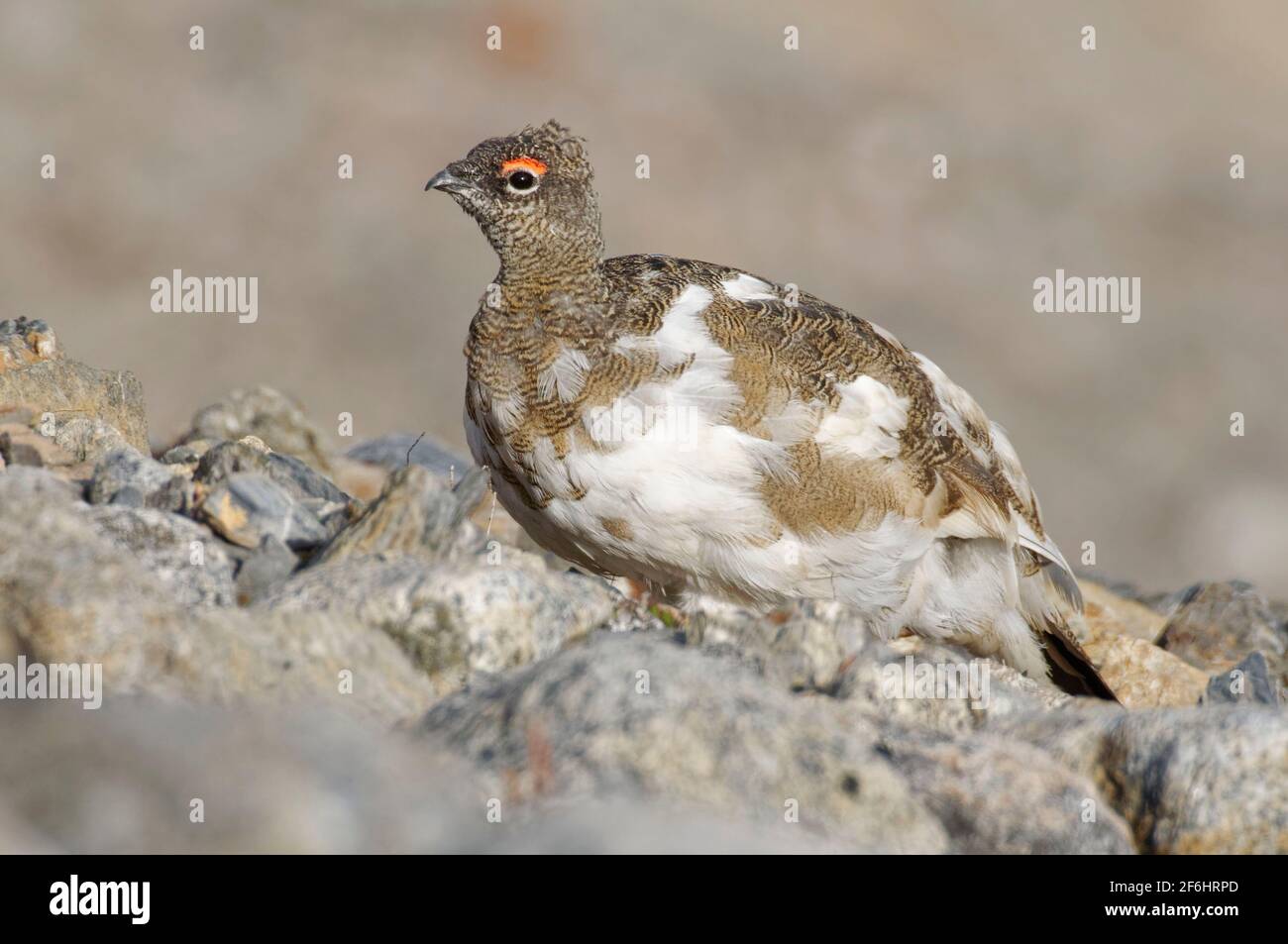 Rock Ptarmigan (Lagopus muta Stock Photo - Alamy