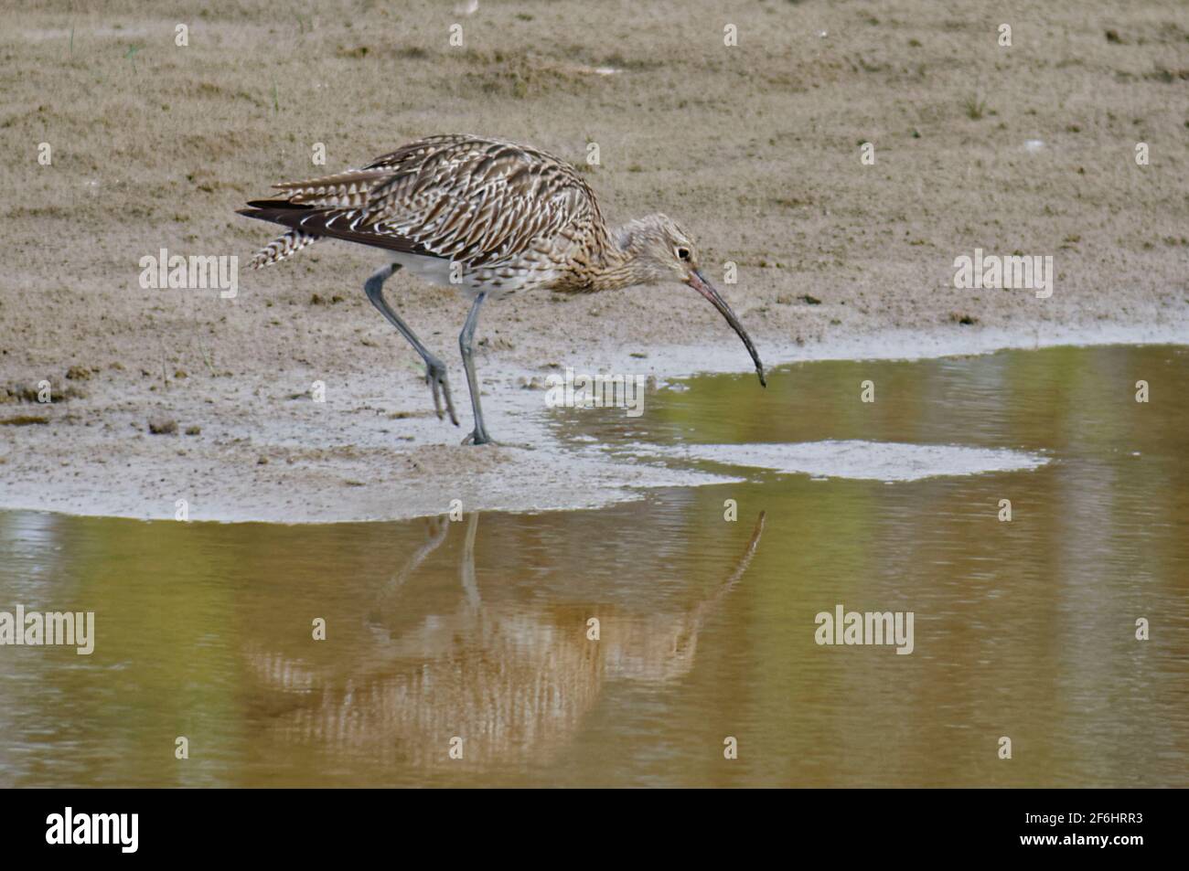 Eurasian Curlew Wings High Resolution Stock Photography and Images - Alamy