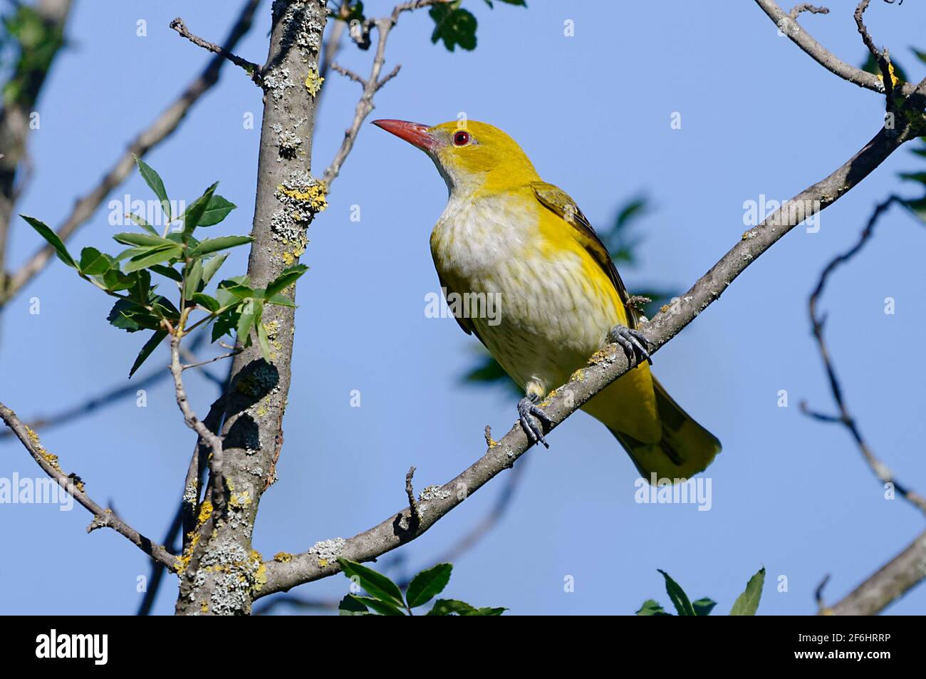 Female Eurasian Golden Oriole (Oriolus oriolus Stock Photo - Alamy