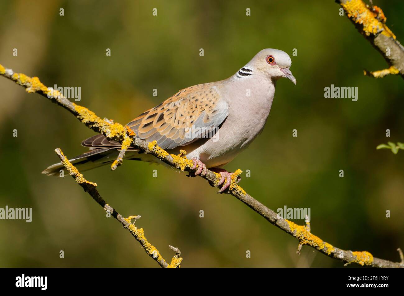 European Turtle Dove (Streptopelia turtur Stock Photo - Alamy