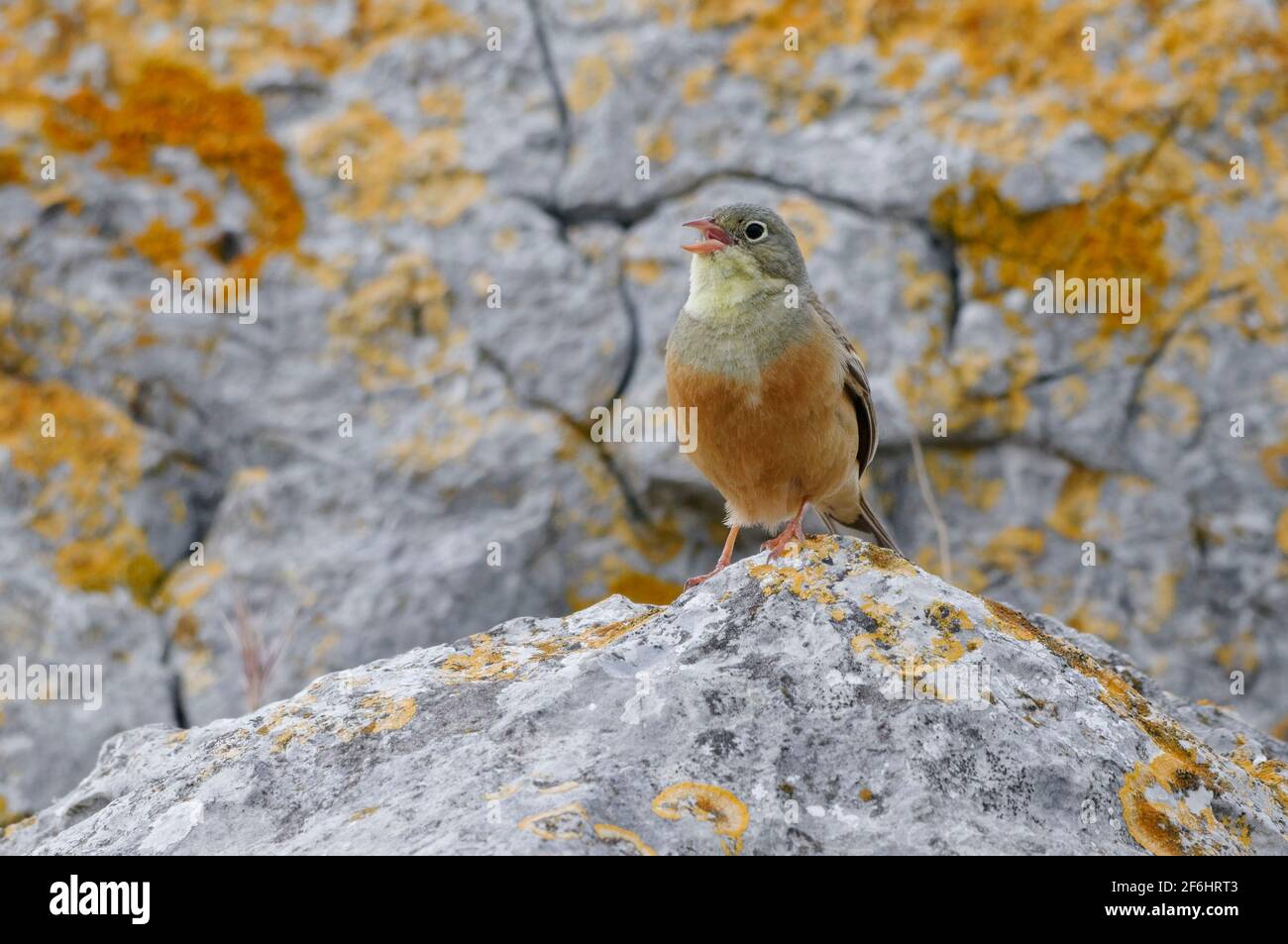 Male ortolan bunting emberiza hi-res stock photography and images - Alamy