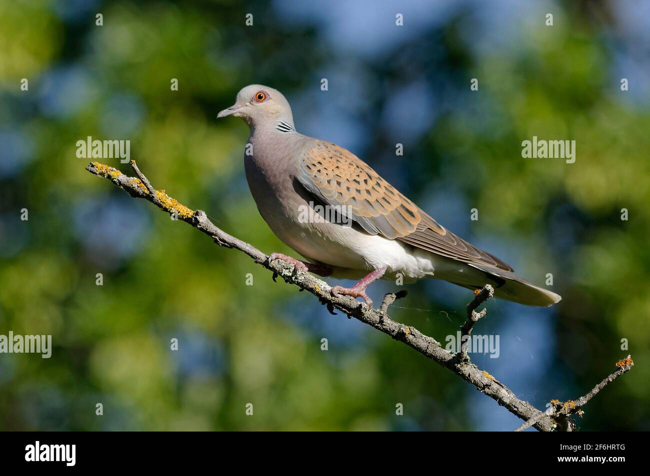 European Turtle Dove (Streptopelia turtur Stock Photo - Alamy