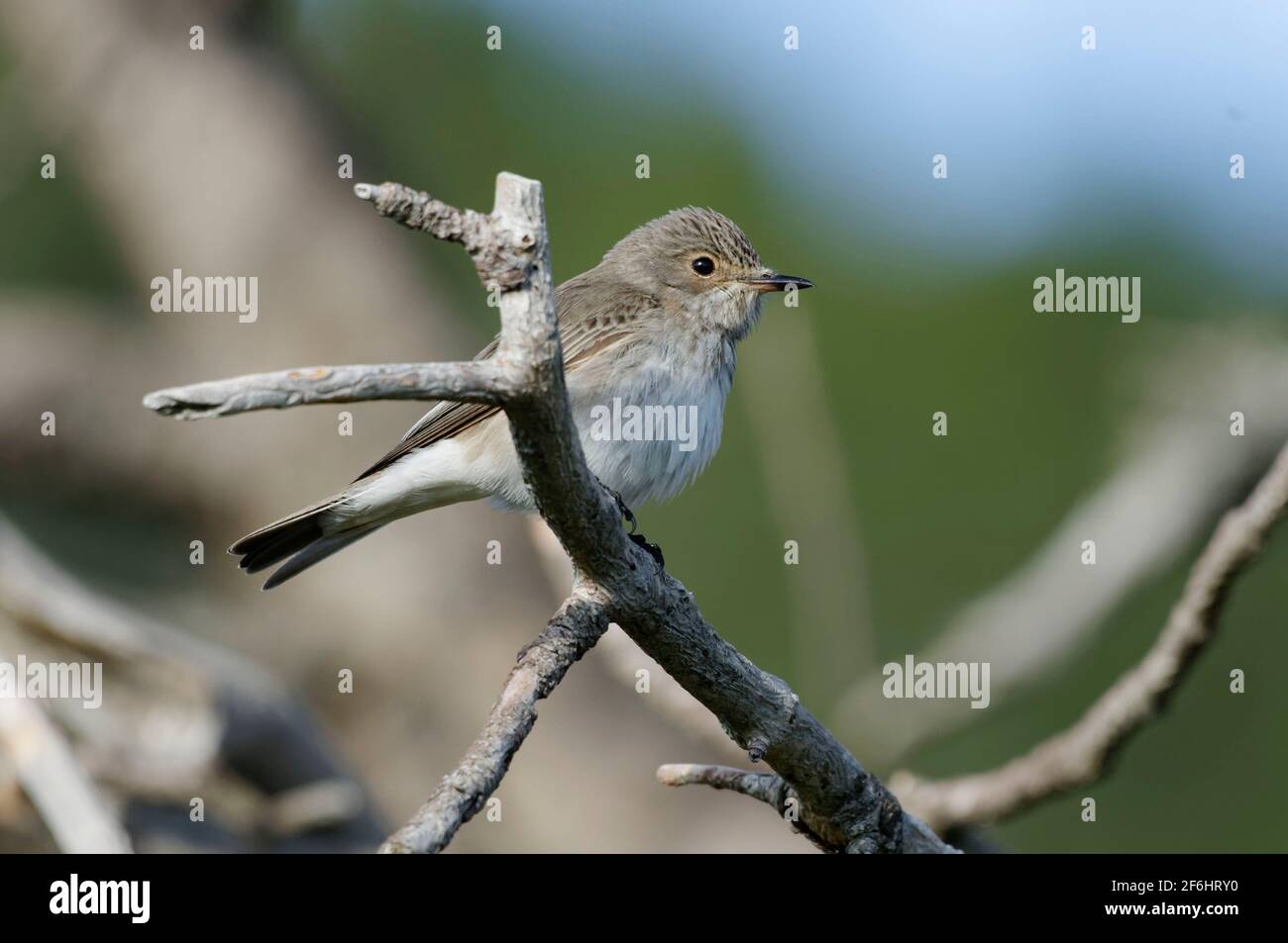 Spotted flycatcher wings hi-res stock photography and images - Alamy