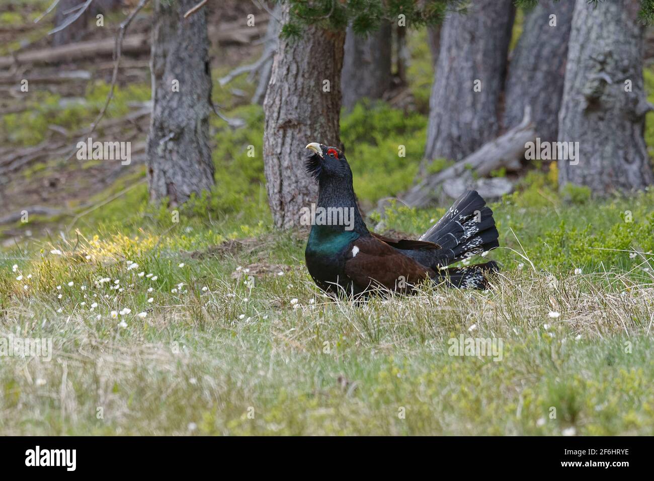Western capercaillie wild bird hi-res stock photography and images - Alamy