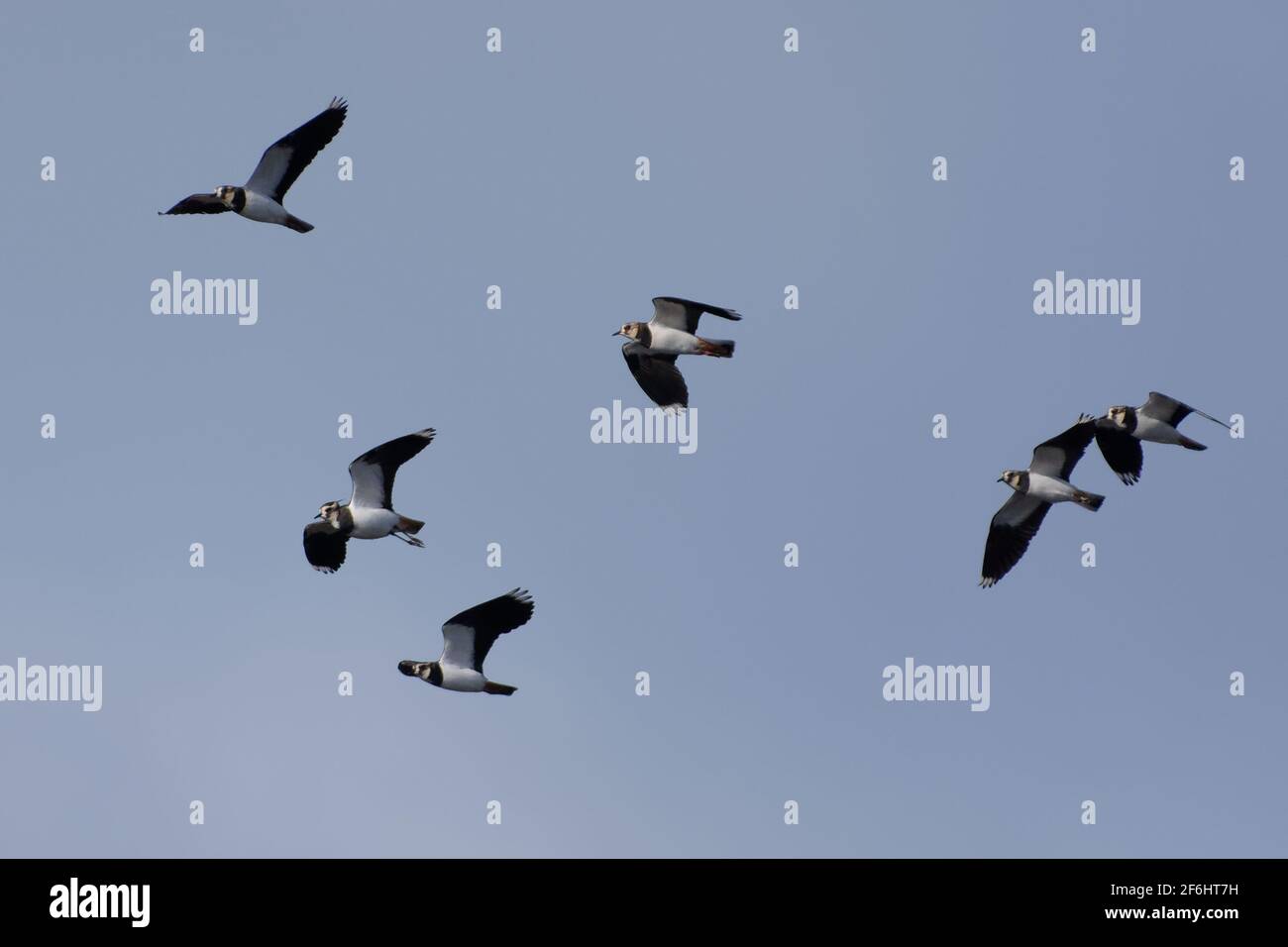 Northern Lapwings High Resolution Stock Photography and Images - Alamy